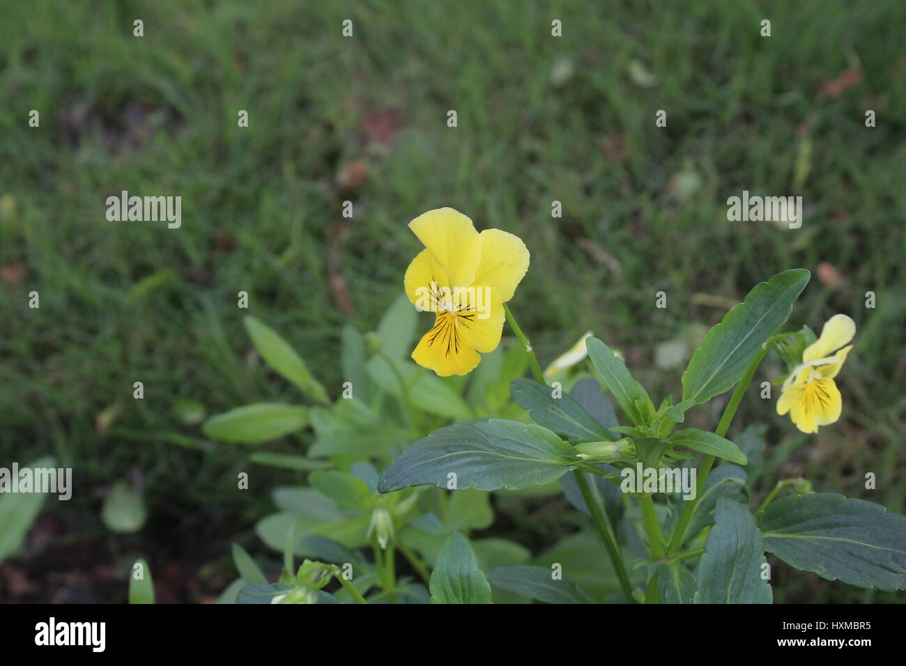 Lilly flower immagini e fotografie stock ad alta risoluzione - Alamy