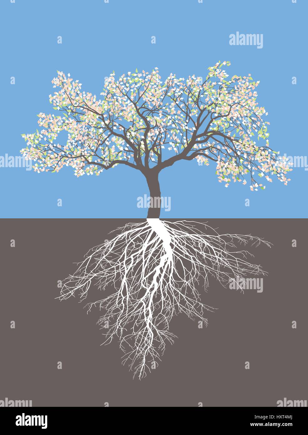 Radici albero Immagini Vettoriali Stock - Alamy