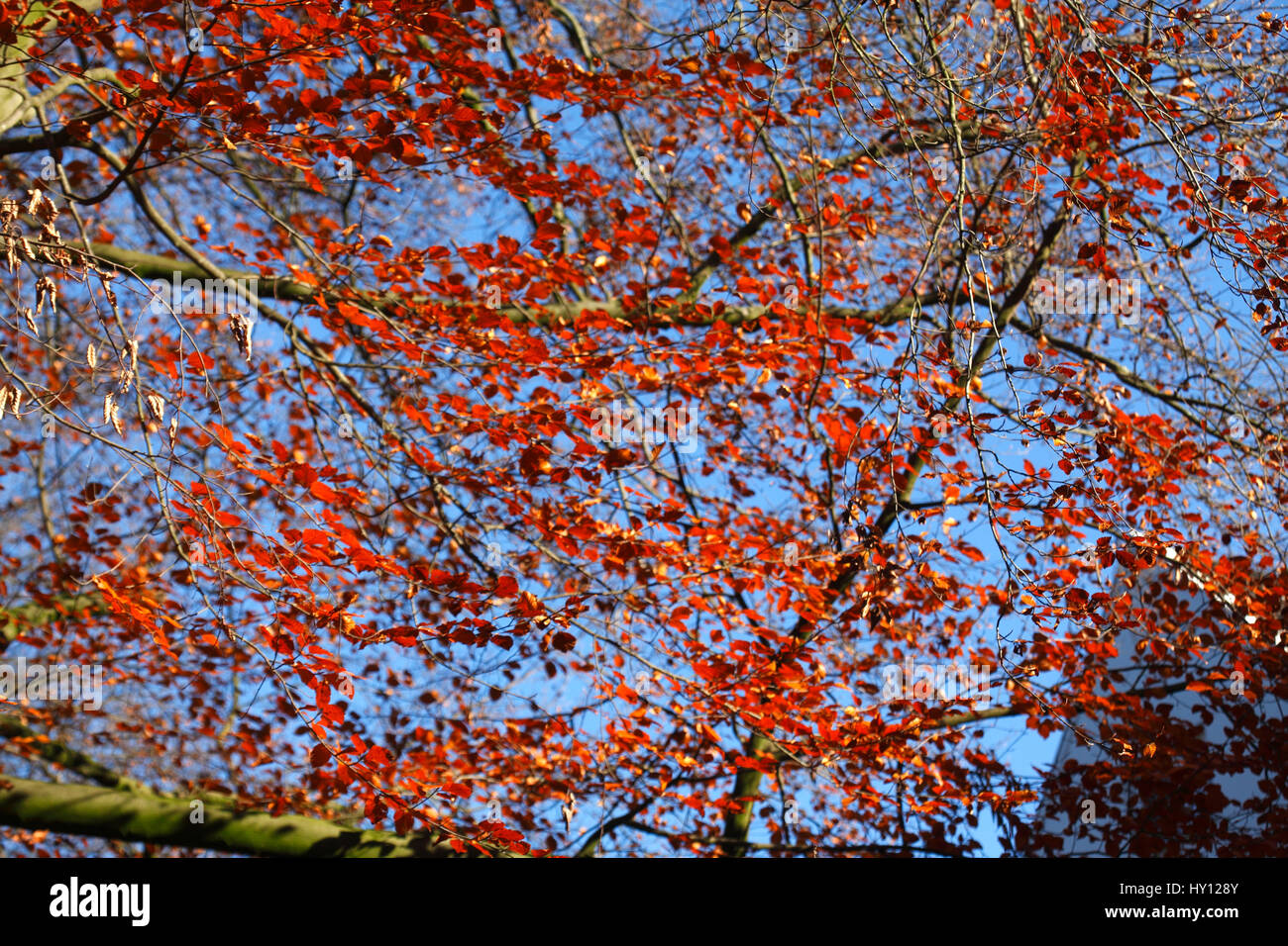 Foglio di faggio immagini e fotografie stock ad alta risoluzione - Alamy