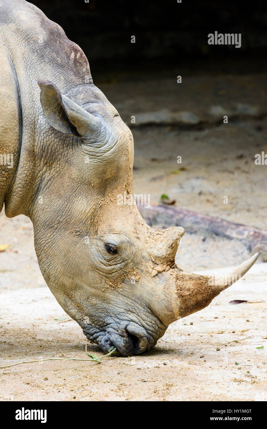 Rinoceronte Bianco Immagini e Fotos Stock - Alamy
