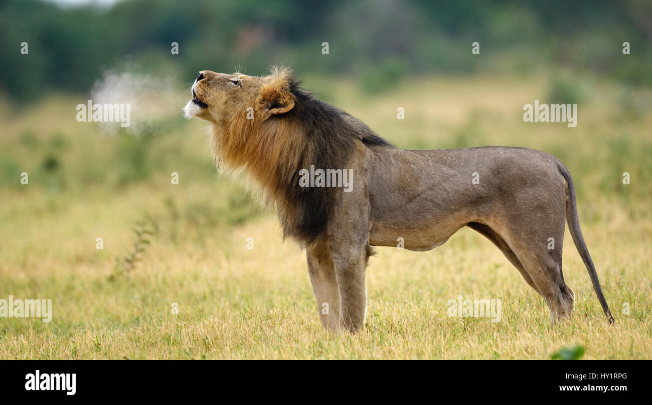 Ruggito del leone maschio immagini e fotografie stock ad alta ...