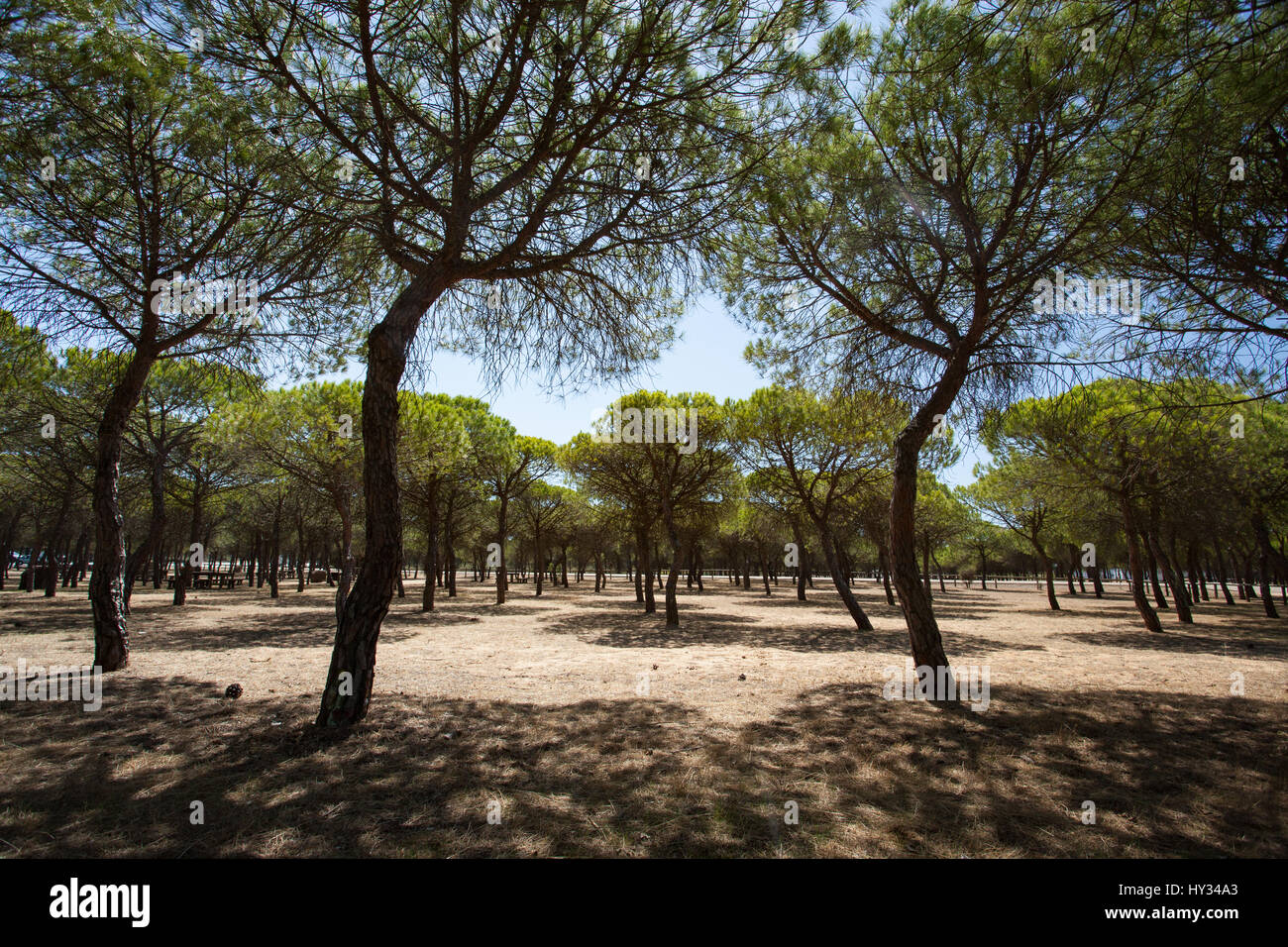 Foresta nativa mediterranea immagini e fotografie stock ad alta ...