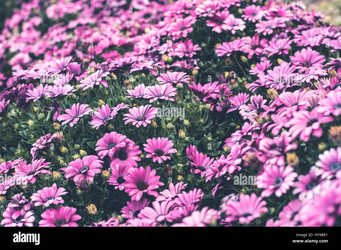 Fiore colorato in primavera immagini e fotografie stock ad alta ...