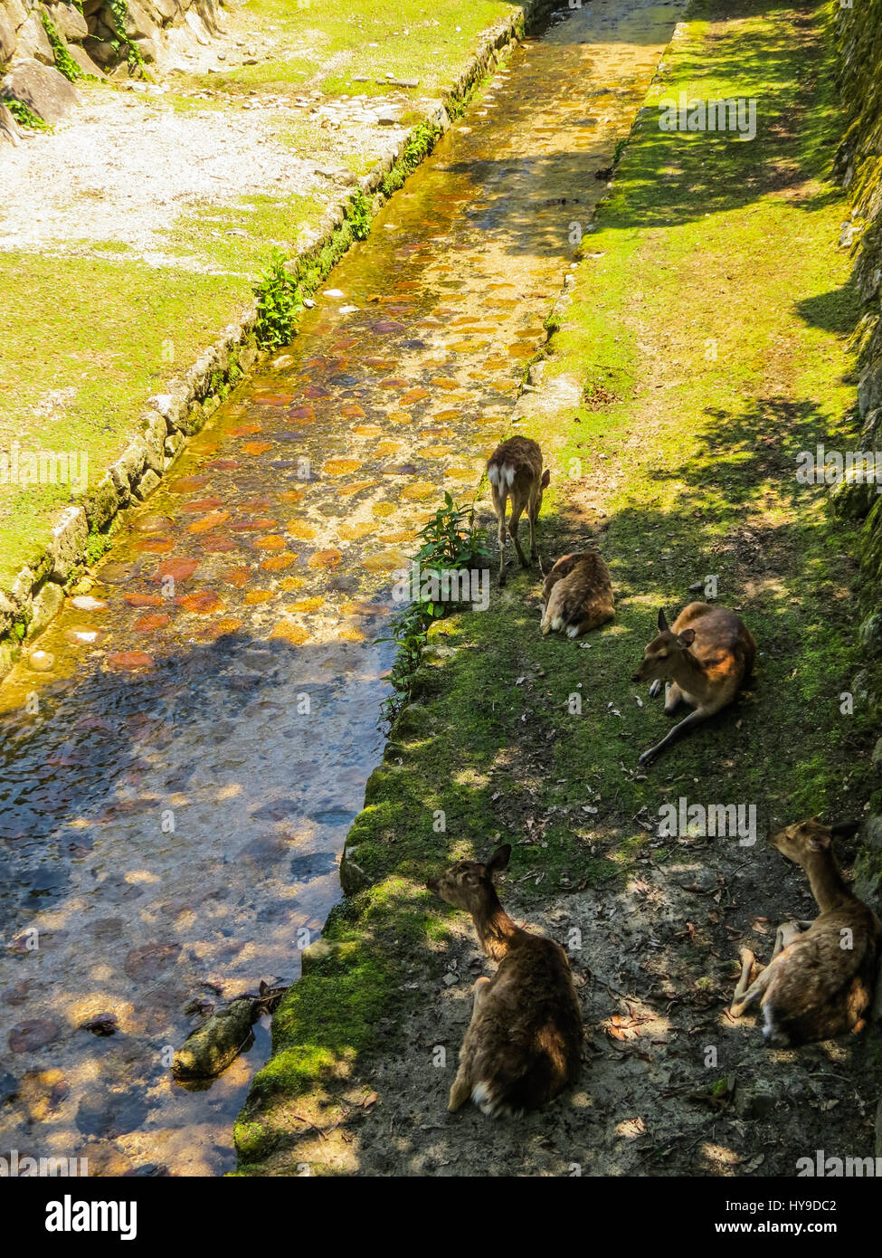 Animali selvatici asia immagini e fotografie stock ad alta risoluzione ...