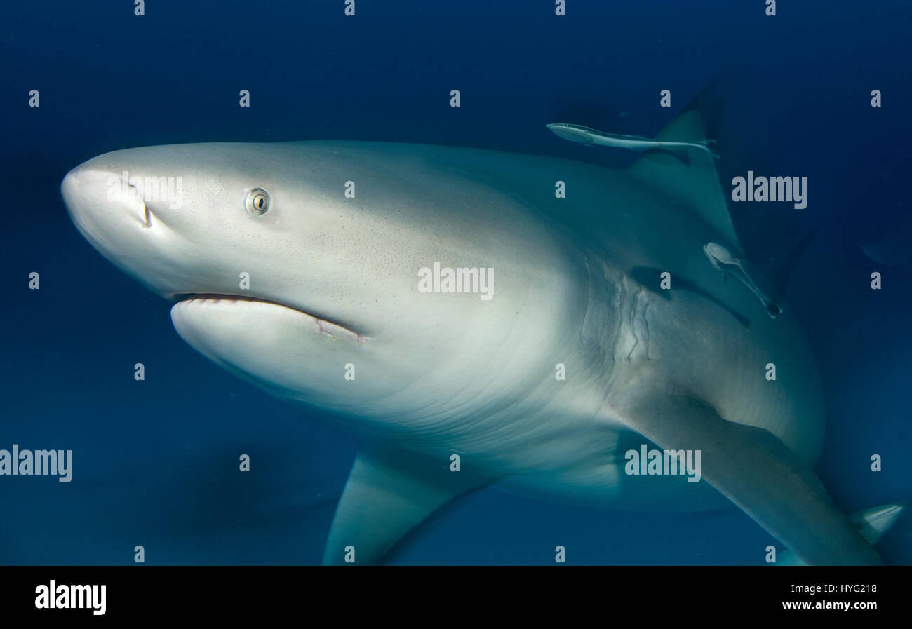 Alimentatore di squalo toro immagini e fotografie stock ad alta ...