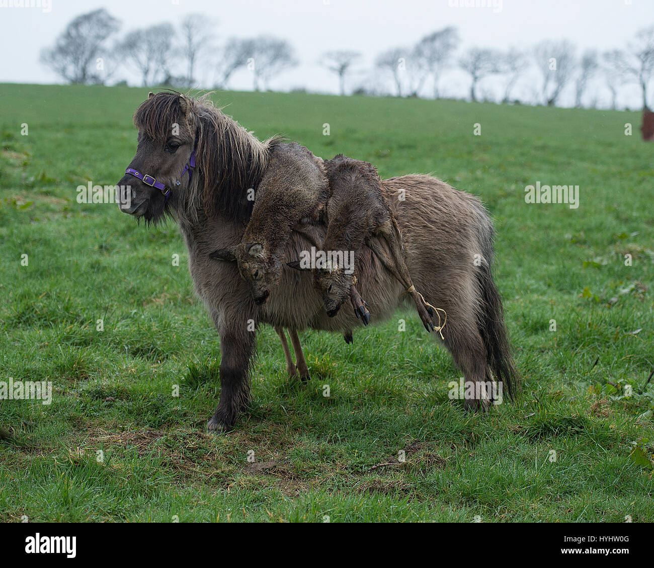 Working pony immagini e fotografie stock ad alta risoluzione - Alamy
