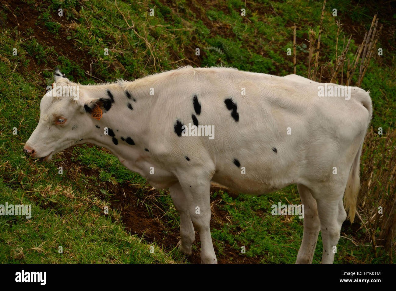 Mucca maculata bianca immagini e fotografie stock ad alta risoluzione ...