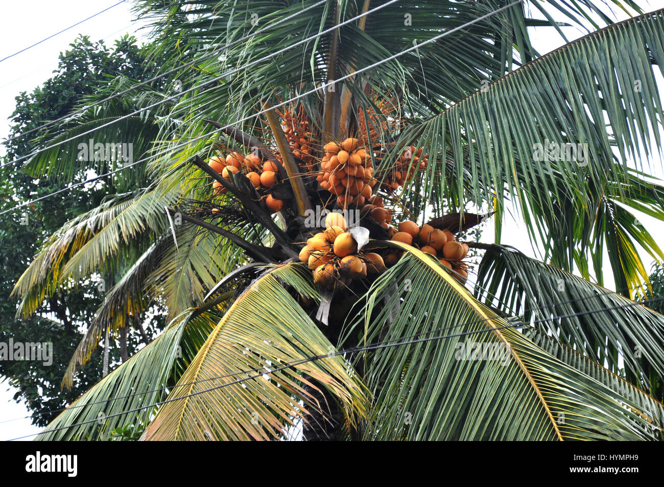 Foto migliori del kerala immagini e fotografie stock ad alta ...