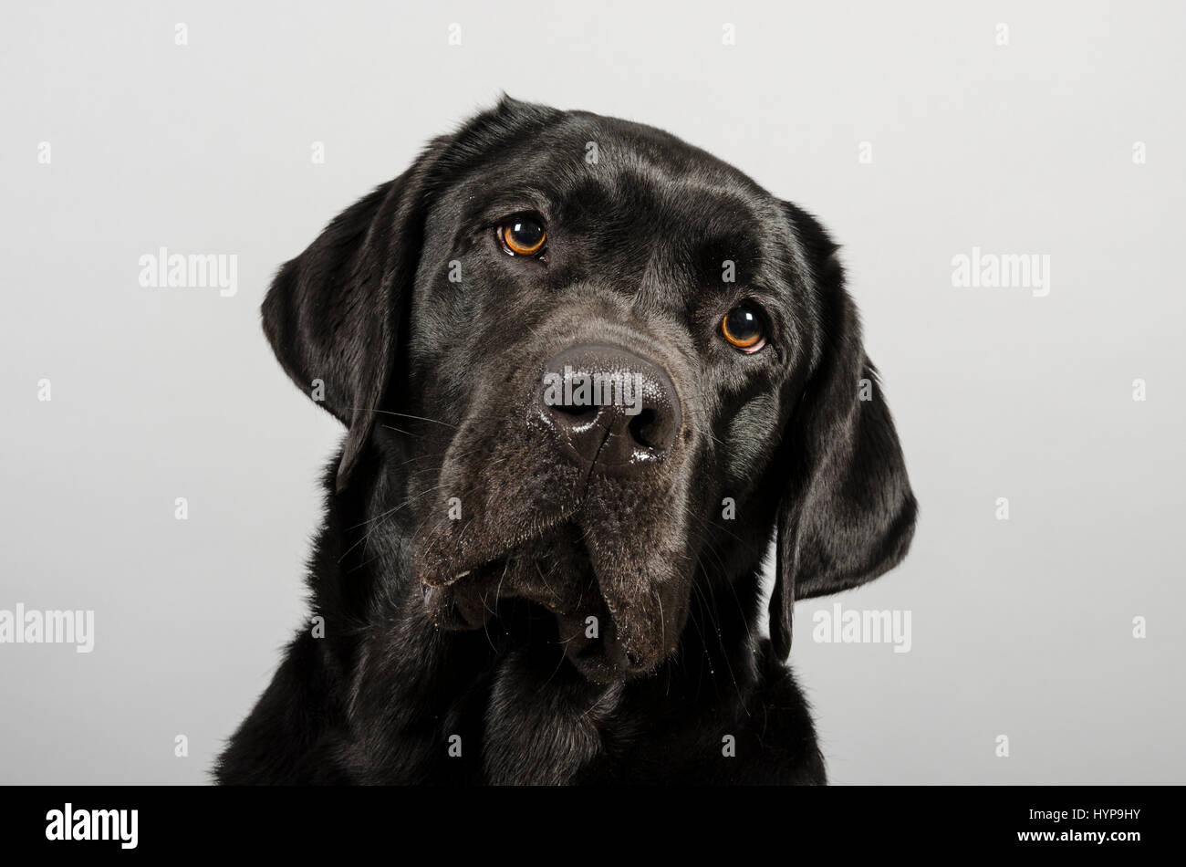 Concentrazione carino immagini e fotografie stock ad alta risoluzione ...