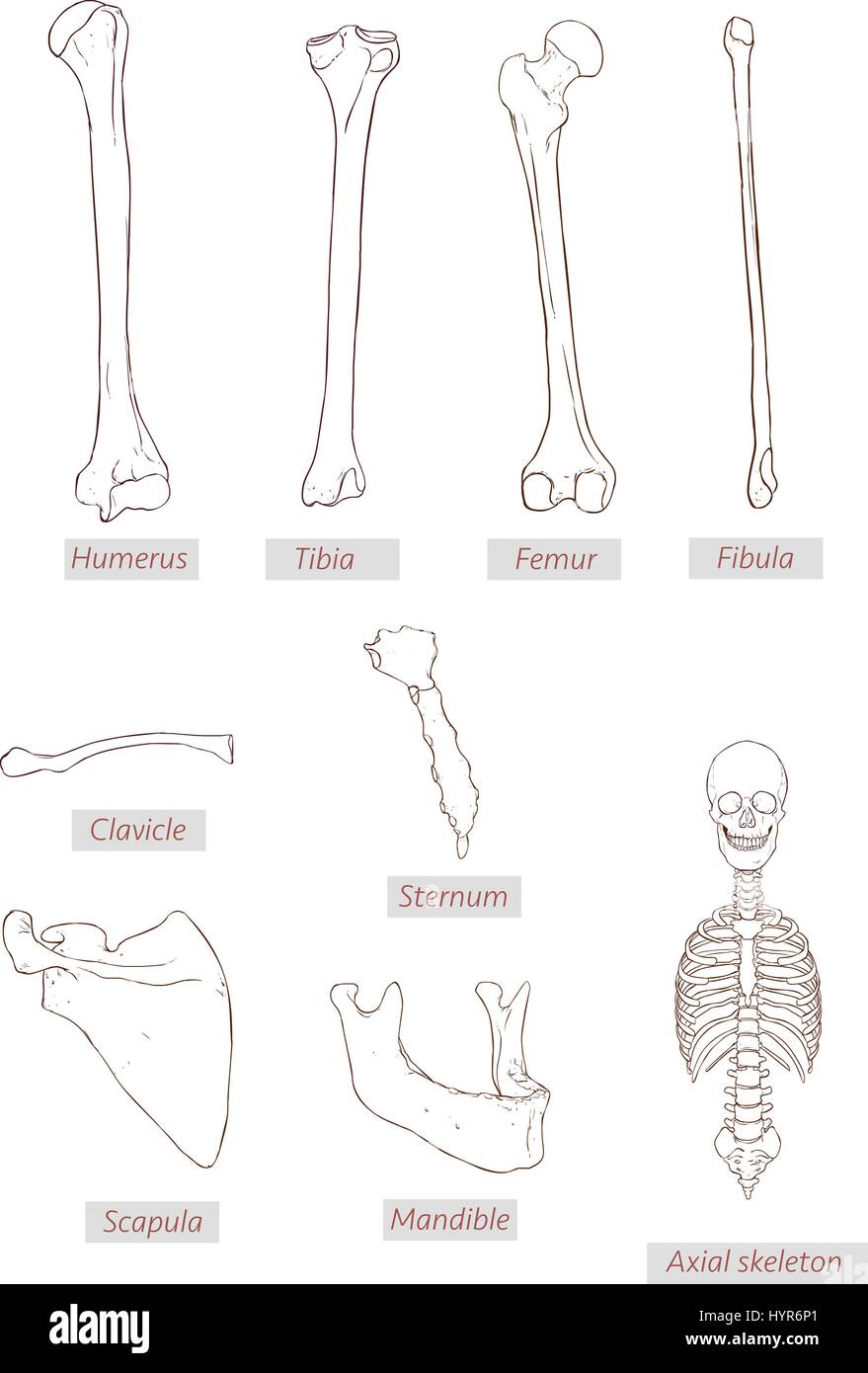 Omero,tibia,femore,fibula,clavicola,sterno,scapola,mandibola,dello ...