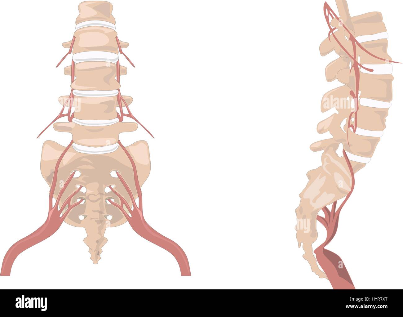 La colonna vertebrale. La colonna vertebrale schema. Colonna vertebrale ...