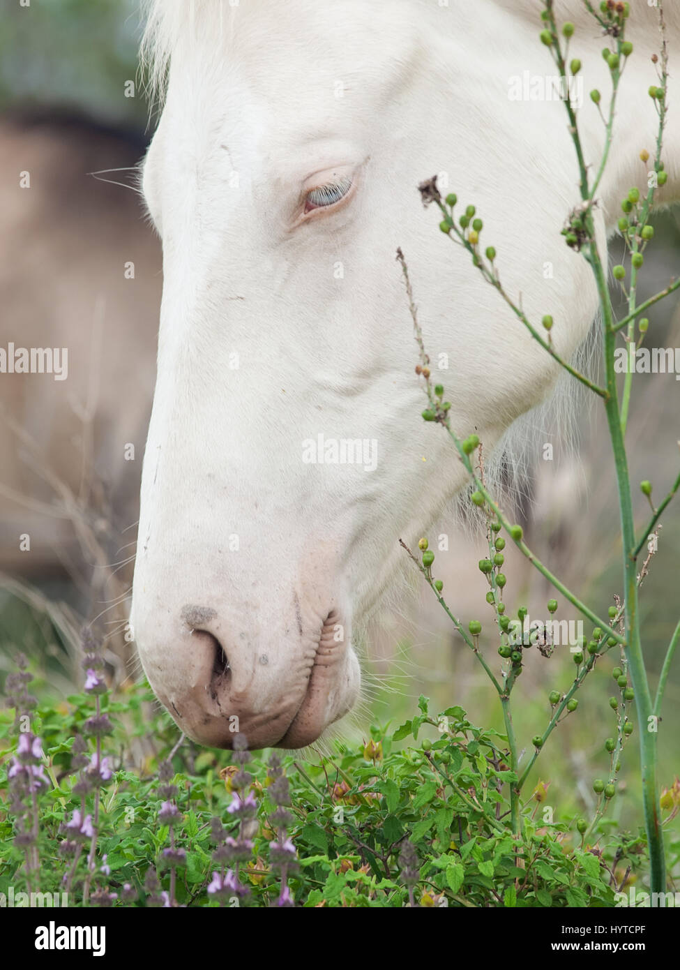 Albino horse immagini e fotografie stock ad alta risoluzione - Alamy