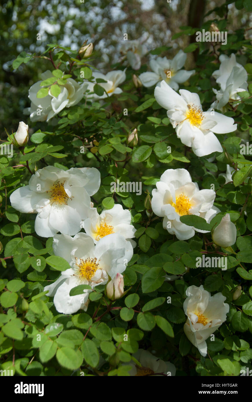 Semi doppia rosa immagini e fotografie stock ad alta risoluzione - Alamy