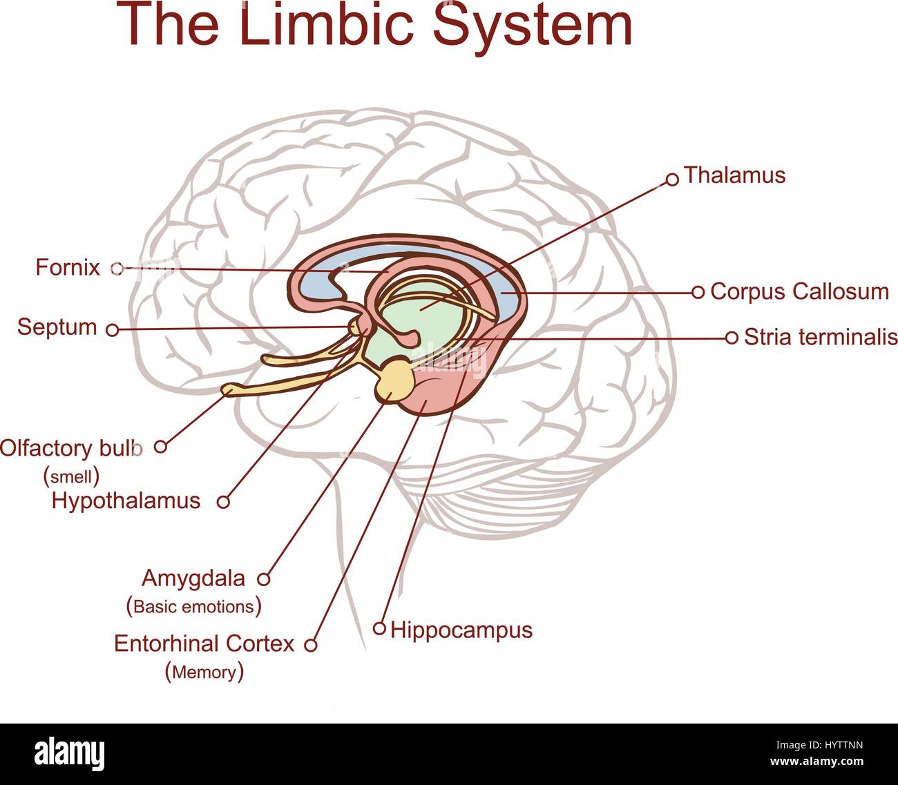 Anatomia Del Cervello - Sezione Trasversale Illustrazione Di Stock ...
