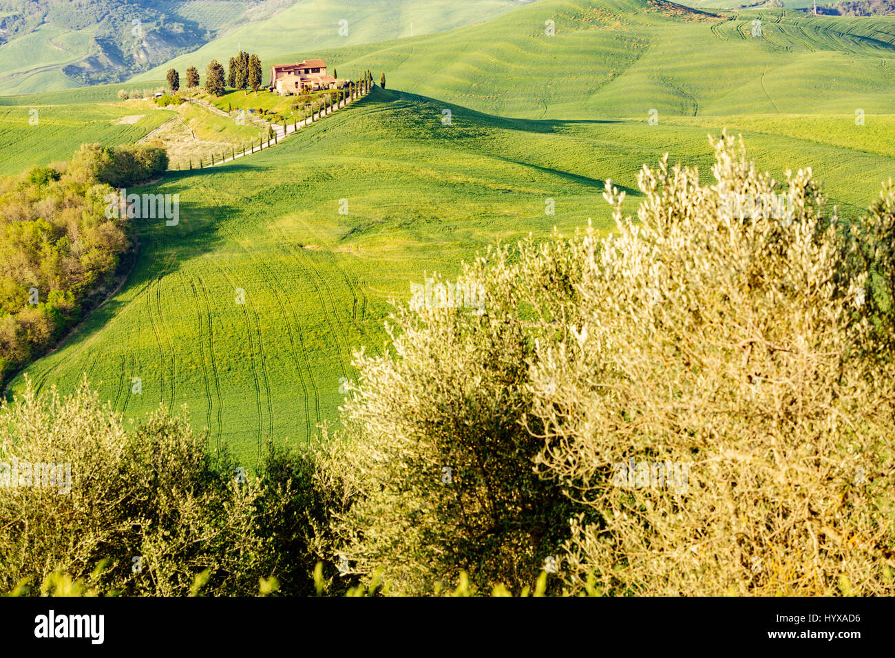 Alberi del paesaggio toscano immagini e fotografie stock ad alta ...