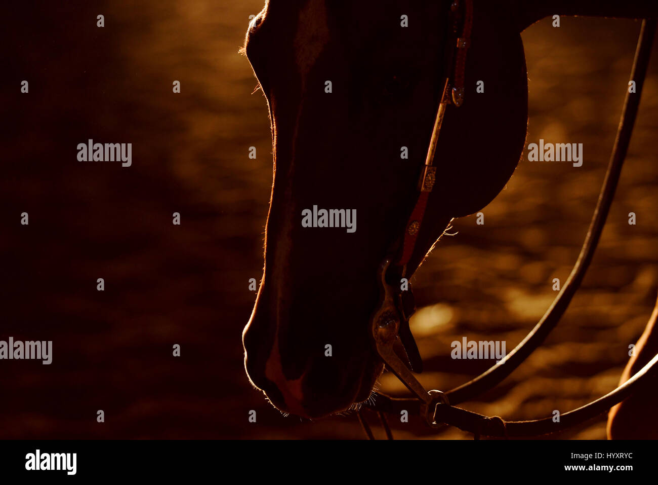 Sagoma di testa di cavallo immagini e fotografie stock ad alta ...