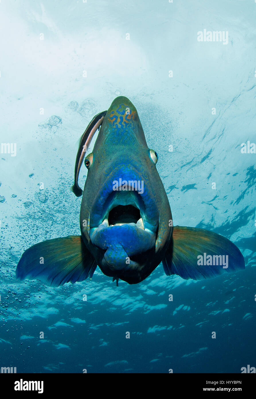 Pesce gigante con la bocca aperta. La sensazionale inversione di ruolo ...