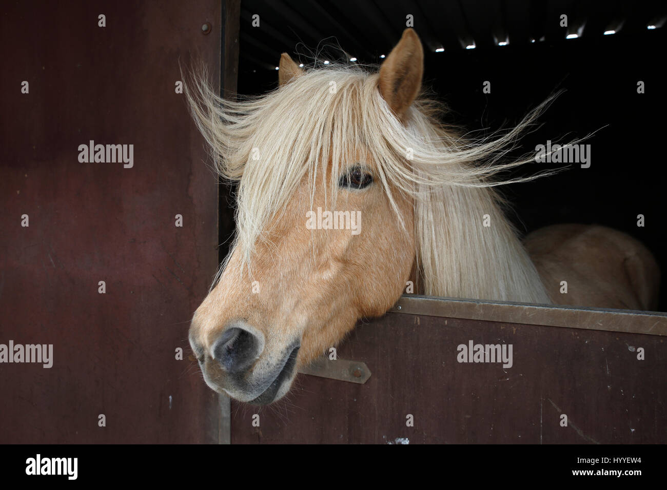 Islanda cavallo, isabell colorati con mare fluente manelooking ...
