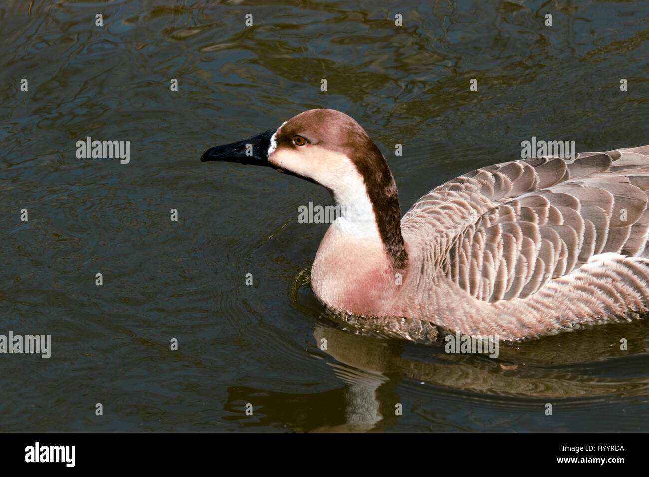 Oca colorata immagini e fotografie stock ad alta risoluzione - Alamy