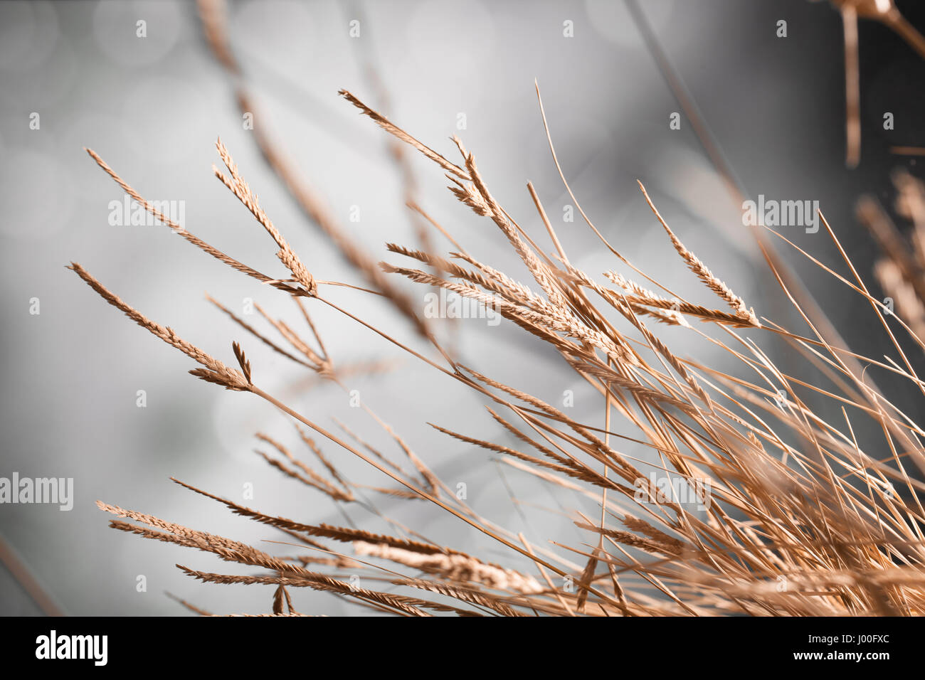 Steli di piante secche immagini e fotografie stock ad alta risoluzione ...