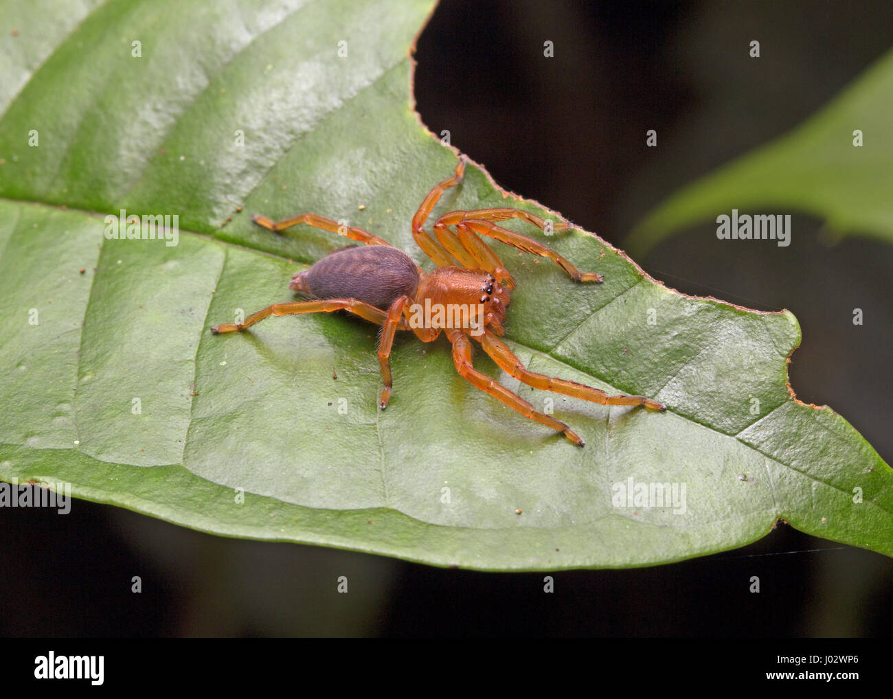Ragno foresta pluviale tropicale immagini e fotografie stock ad alta ...