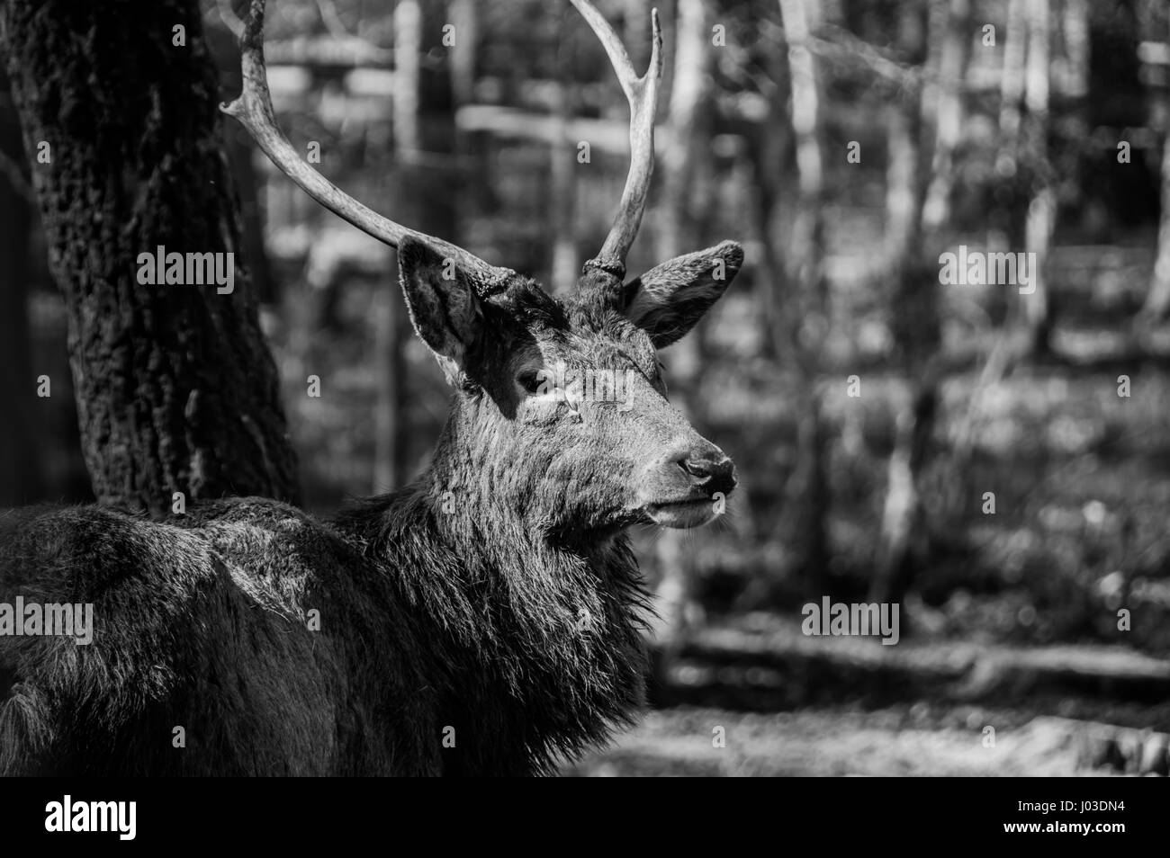 Cervo bianco nero immagini e fotografie stock ad alta risoluzione - Alamy