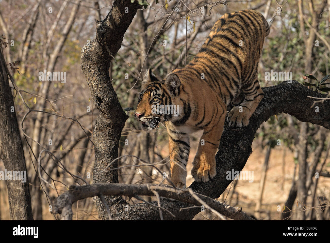 Royal tigre del Bengala (Panthera tigris tigris), cub salendo sul ...