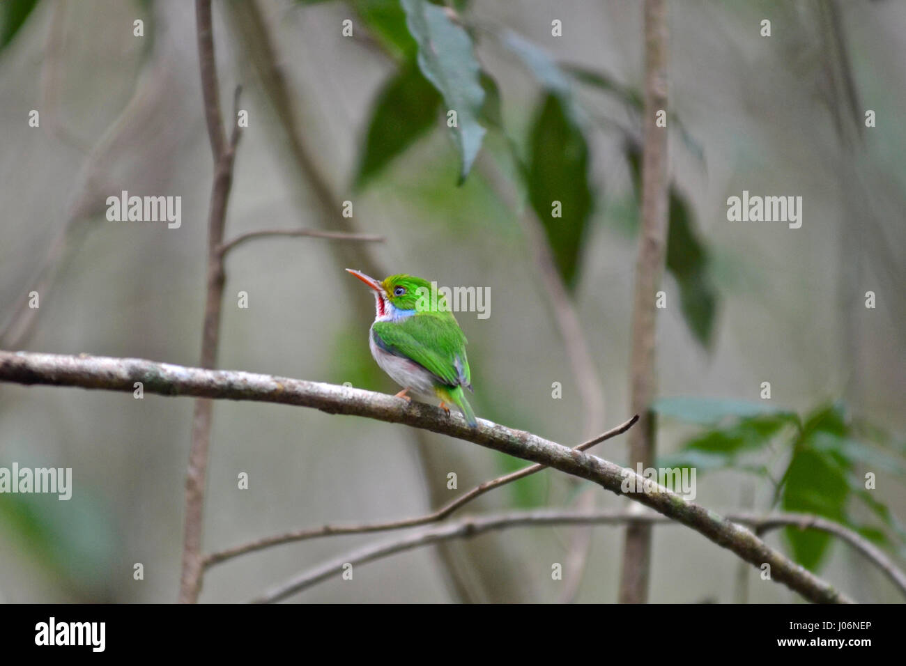 Todus multicolor immagini e fotografie stock ad alta risoluzione - Alamy