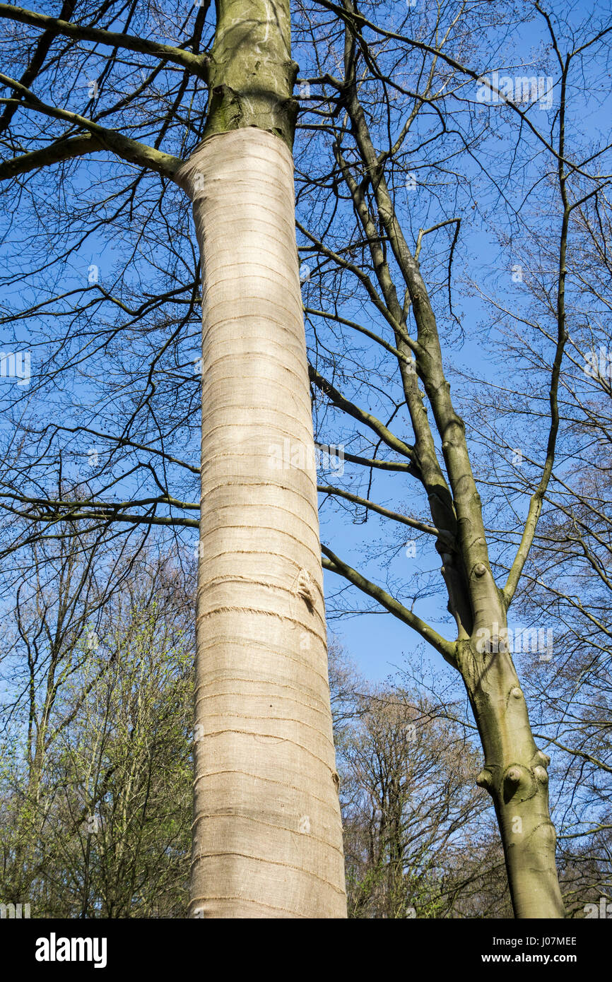 Faggio (Fagus sylvatica) tronco avvolto in tela di iuta / come ...