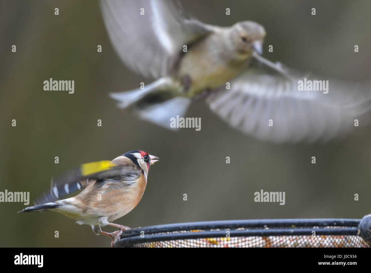 Cardellino in volo immagini e fotografie stock ad alta risoluzione - Alamy