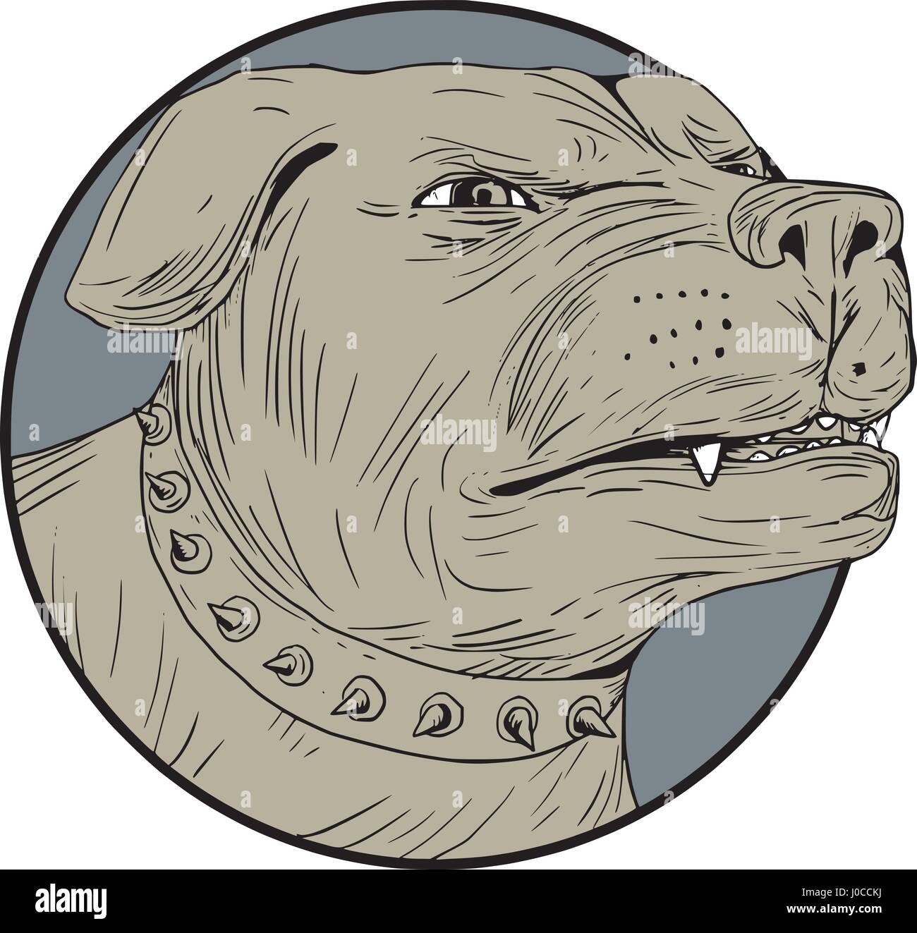 Rottweiler arrabbiato Immagini Vettoriali Stock - Alamy