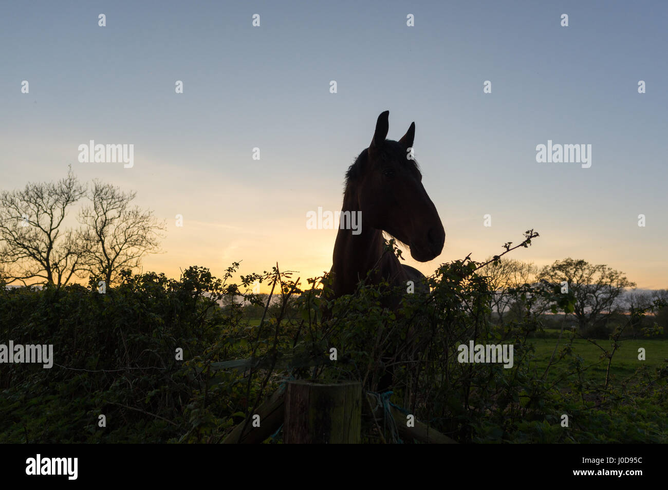 Sagoma di testa di cavallo immagini e fotografie stock ad alta ...