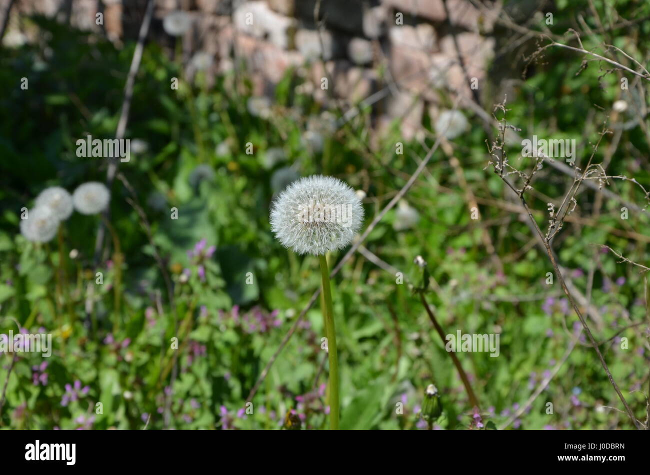 Soffiare via immagini e fotografie stock ad alta risoluzione - Alamy