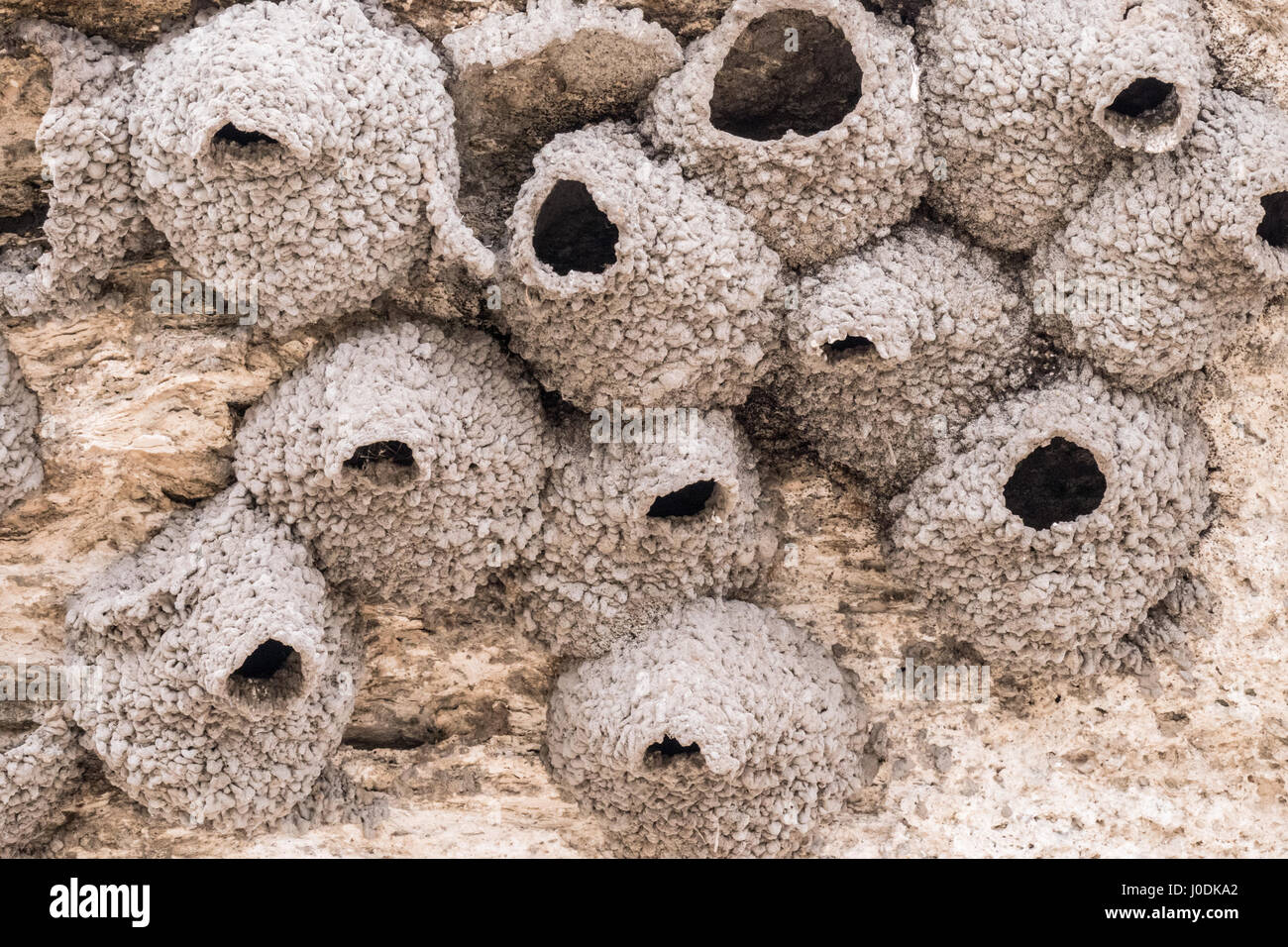Nidi di rondine immagini e fotografie stock ad alta risoluzione - Alamy