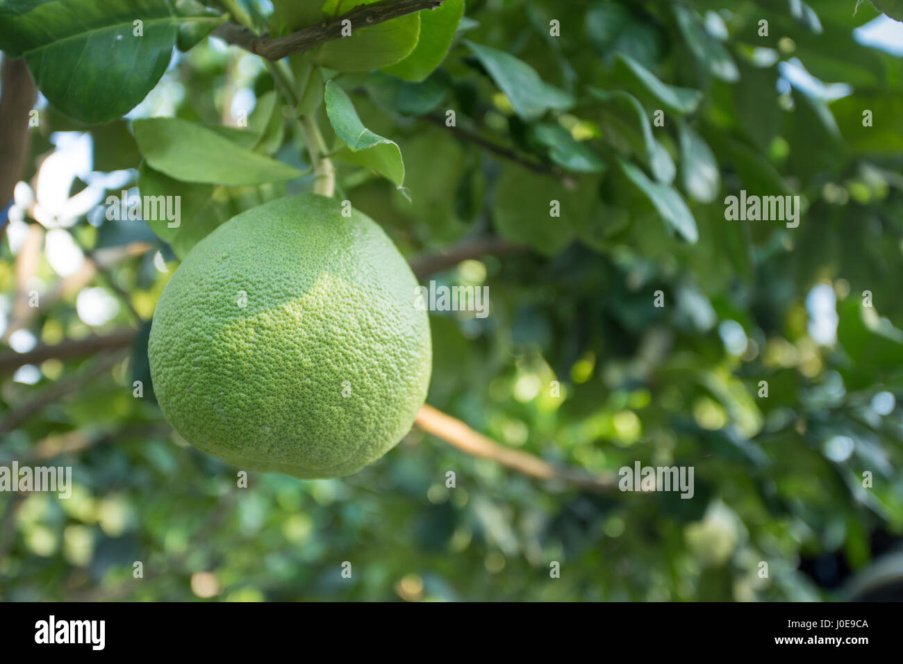 Albero di pomelo immagini e fotografie stock ad alta risoluzione - Alamy