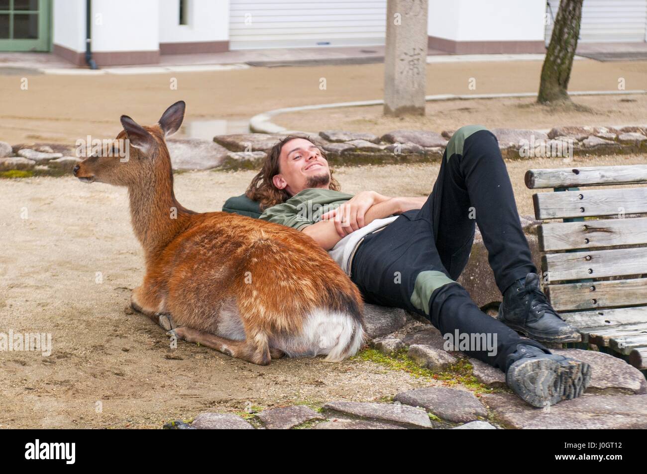 Sika cervo miyajima immagini e fotografie stock ad alta risoluzione - Alamy