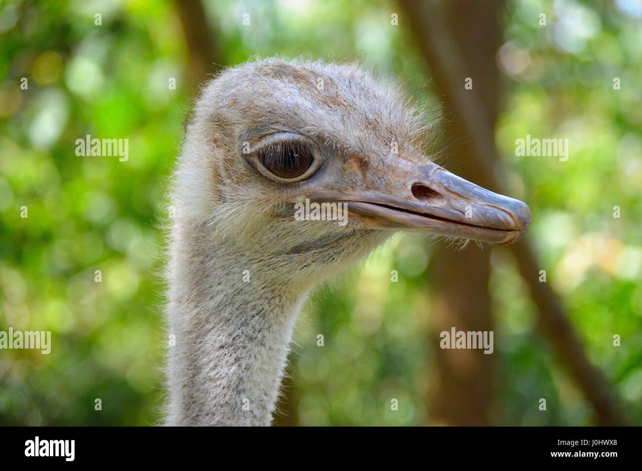 Struzzi divertenti immagini e fotografie stock ad alta risoluzione - Alamy