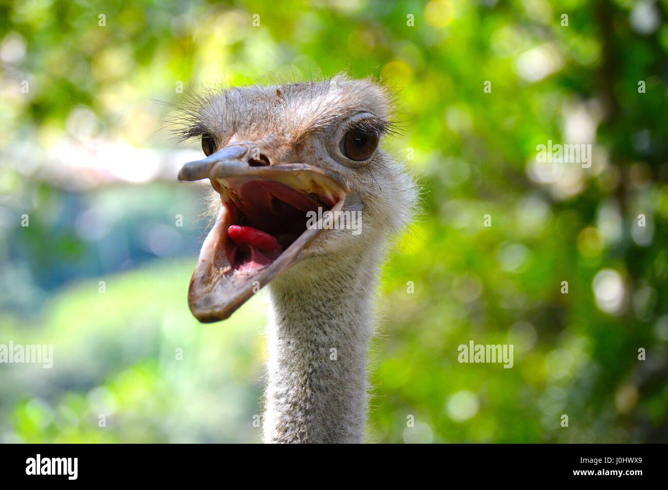 Struzzi divertenti immagini e fotografie stock ad alta risoluzione - Alamy
