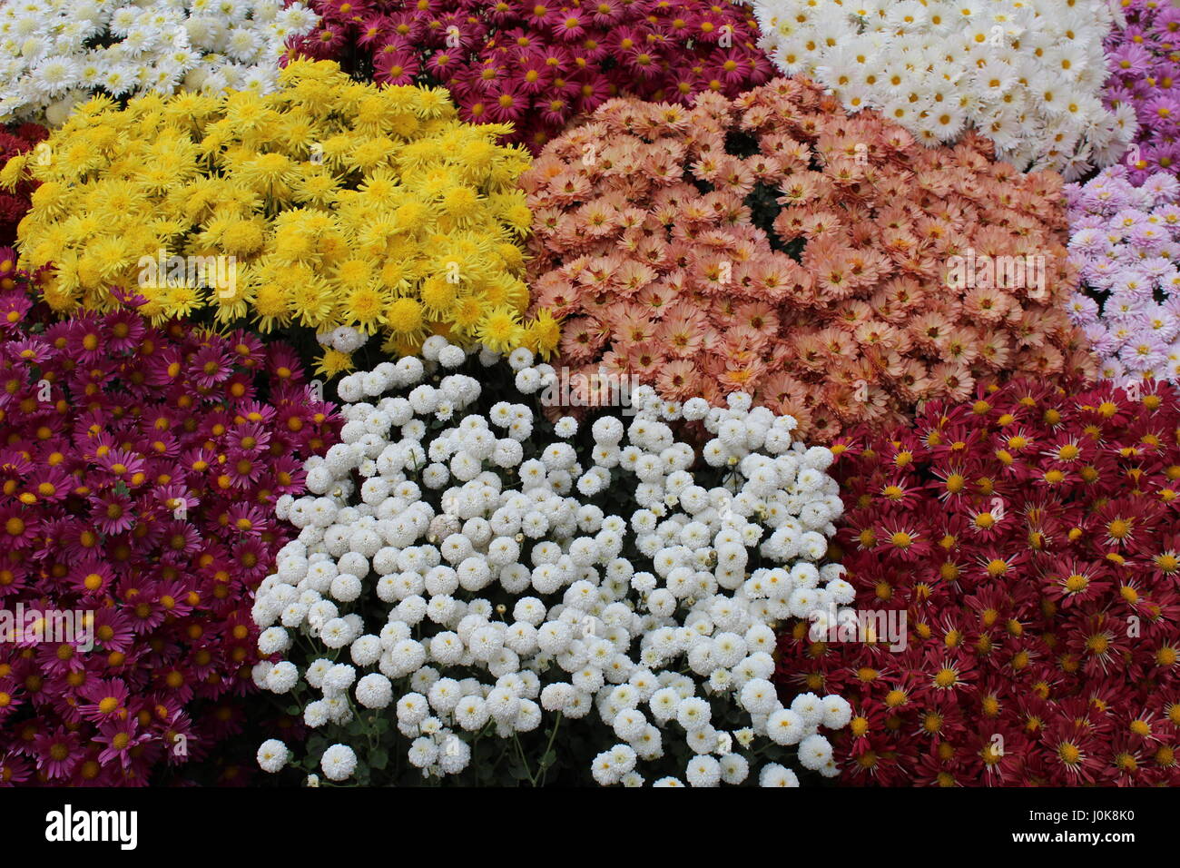 Crisantemo pompon immagini e fotografie stock ad alta risoluzione - Alamy