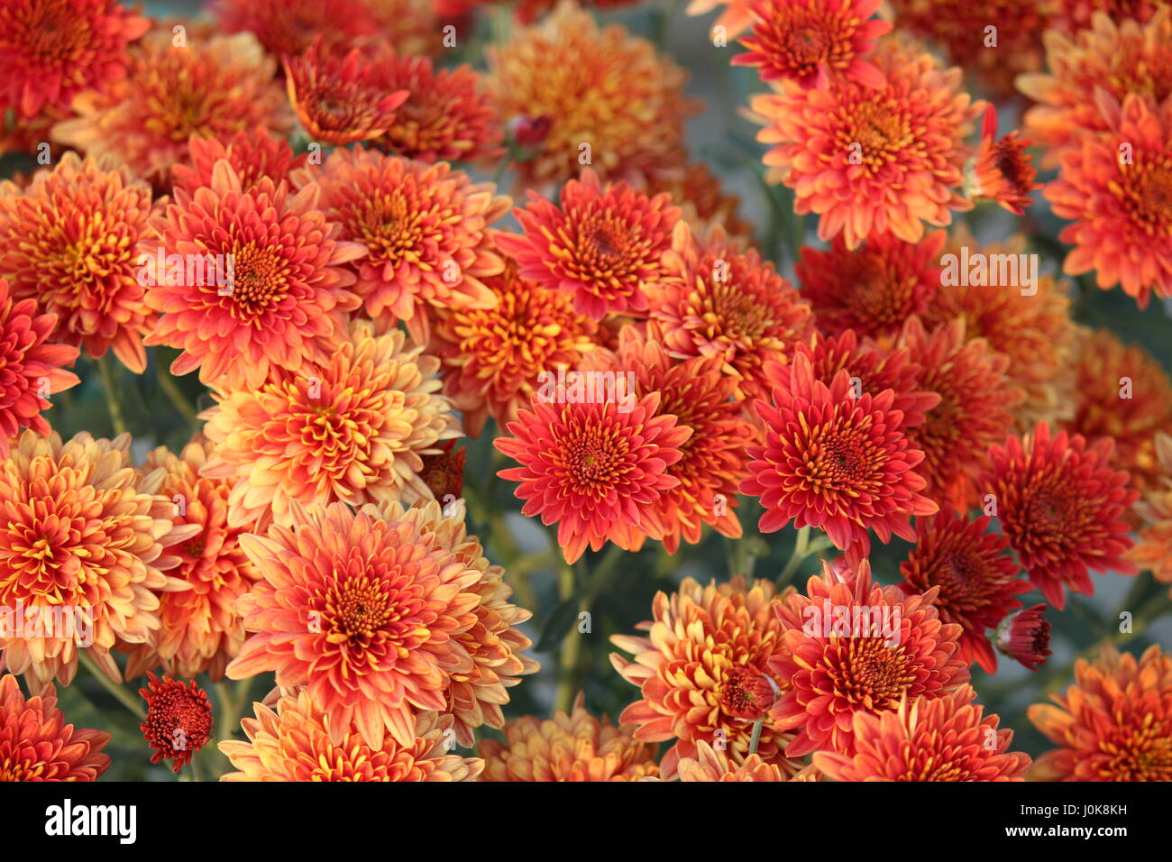 Crisantemo pompon immagini e fotografie stock ad alta risoluzione - Alamy