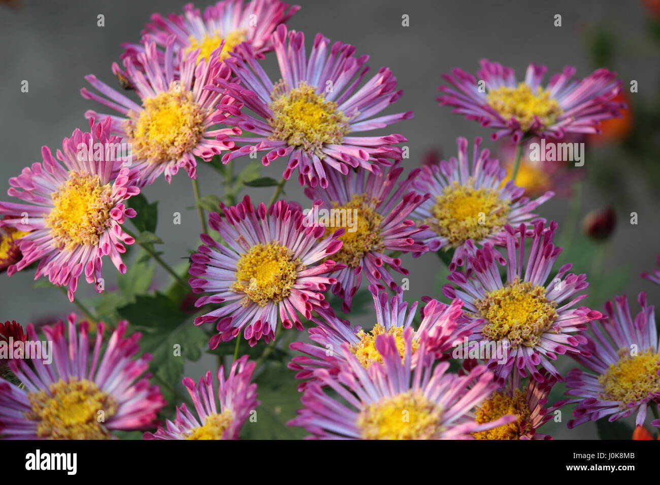 Crisantemo pompon immagini e fotografie stock ad alta risoluzione - Alamy