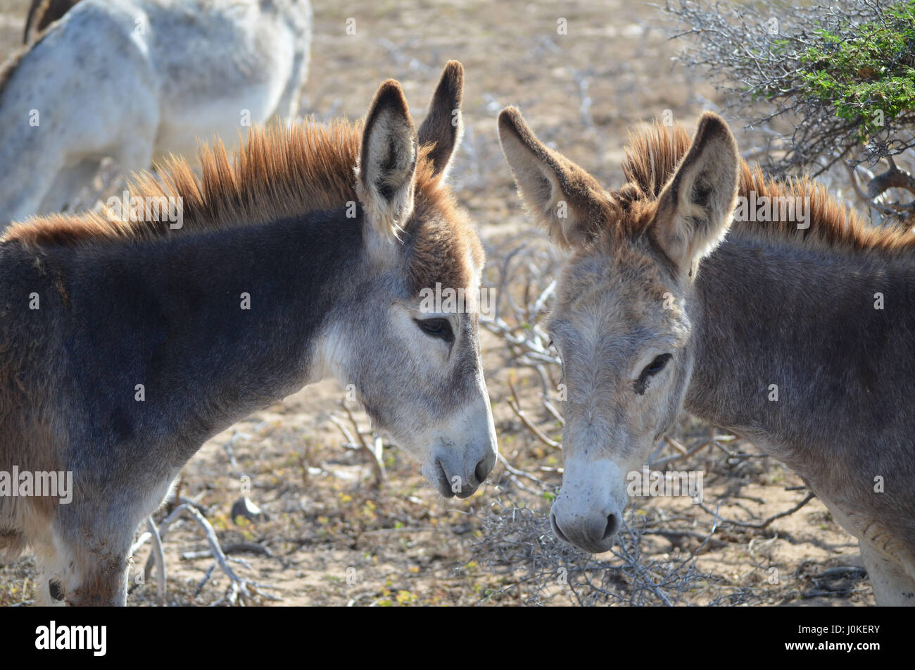 Coppia di asini insieme immagini e fotografie stock ad alta risoluzione ...