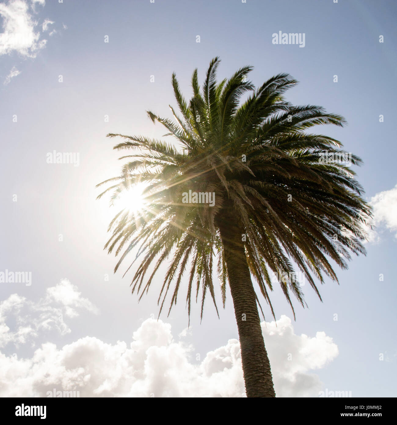Canary date palms phoenix canariensis immagini e fotografie stock ad ...
