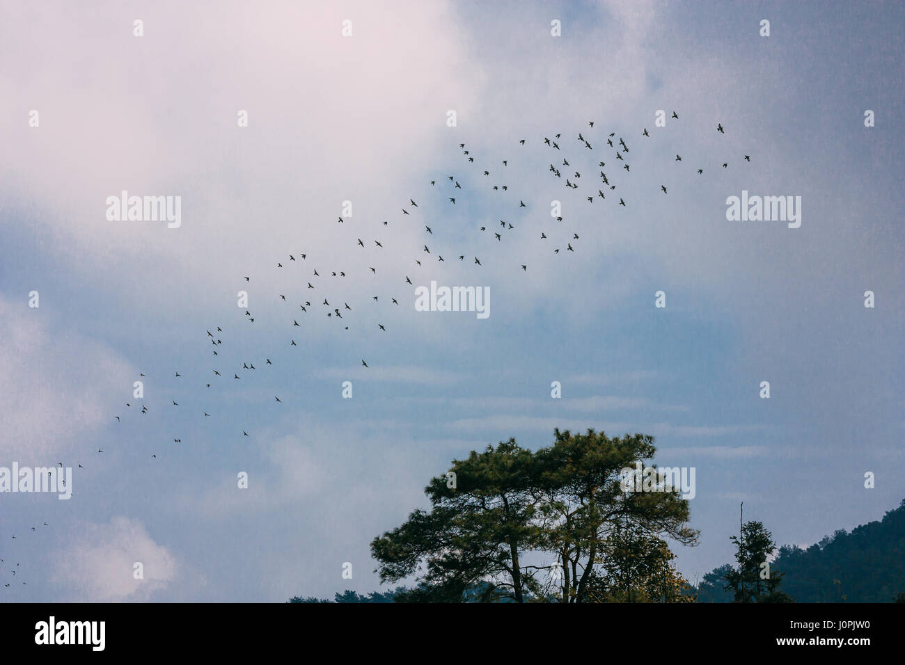 Sagome di uccelli in volo immagini e fotografie stock ad alta ...