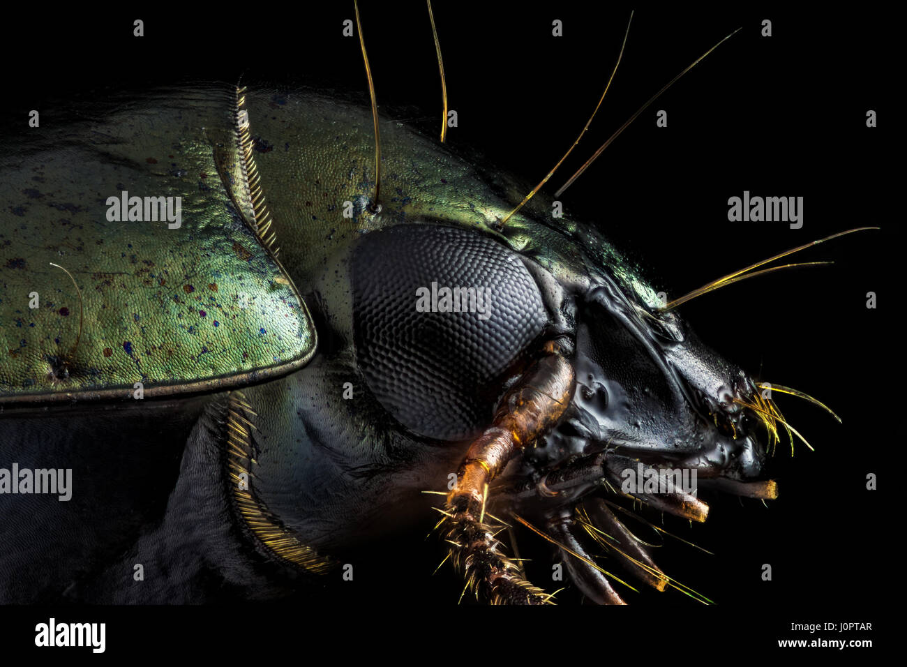 Coleoptera insect microscope immagini e fotografie stock ad alta ...