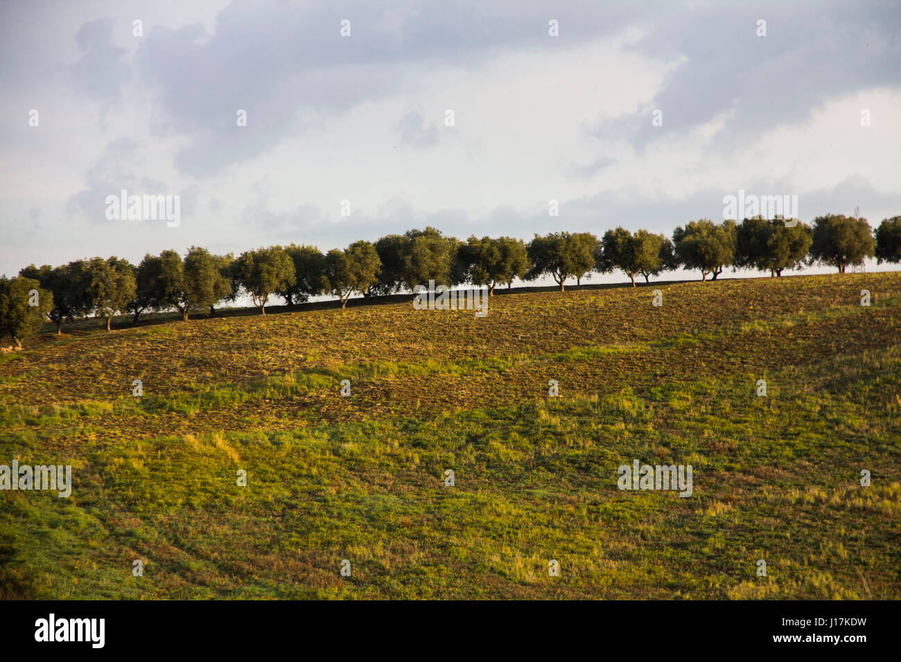 Fatto da alberi di ulivo immagini e fotografie stock ad alta ...