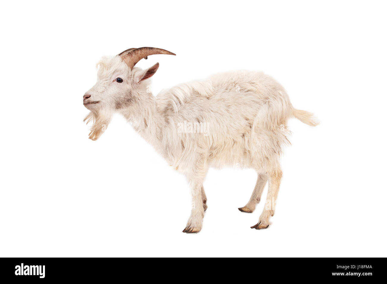 Sfondo di capra immagini e fotografie stock ad alta risoluzione - Alamy