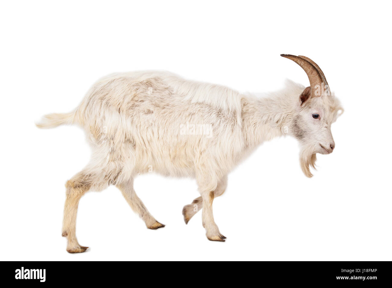 Sfondo di capra immagini e fotografie stock ad alta risoluzione - Alamy