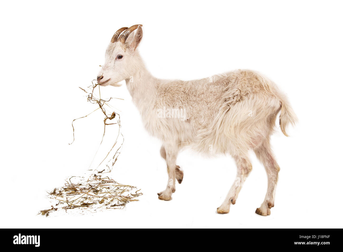 Sfondo di capra immagini e fotografie stock ad alta risoluzione - Alamy