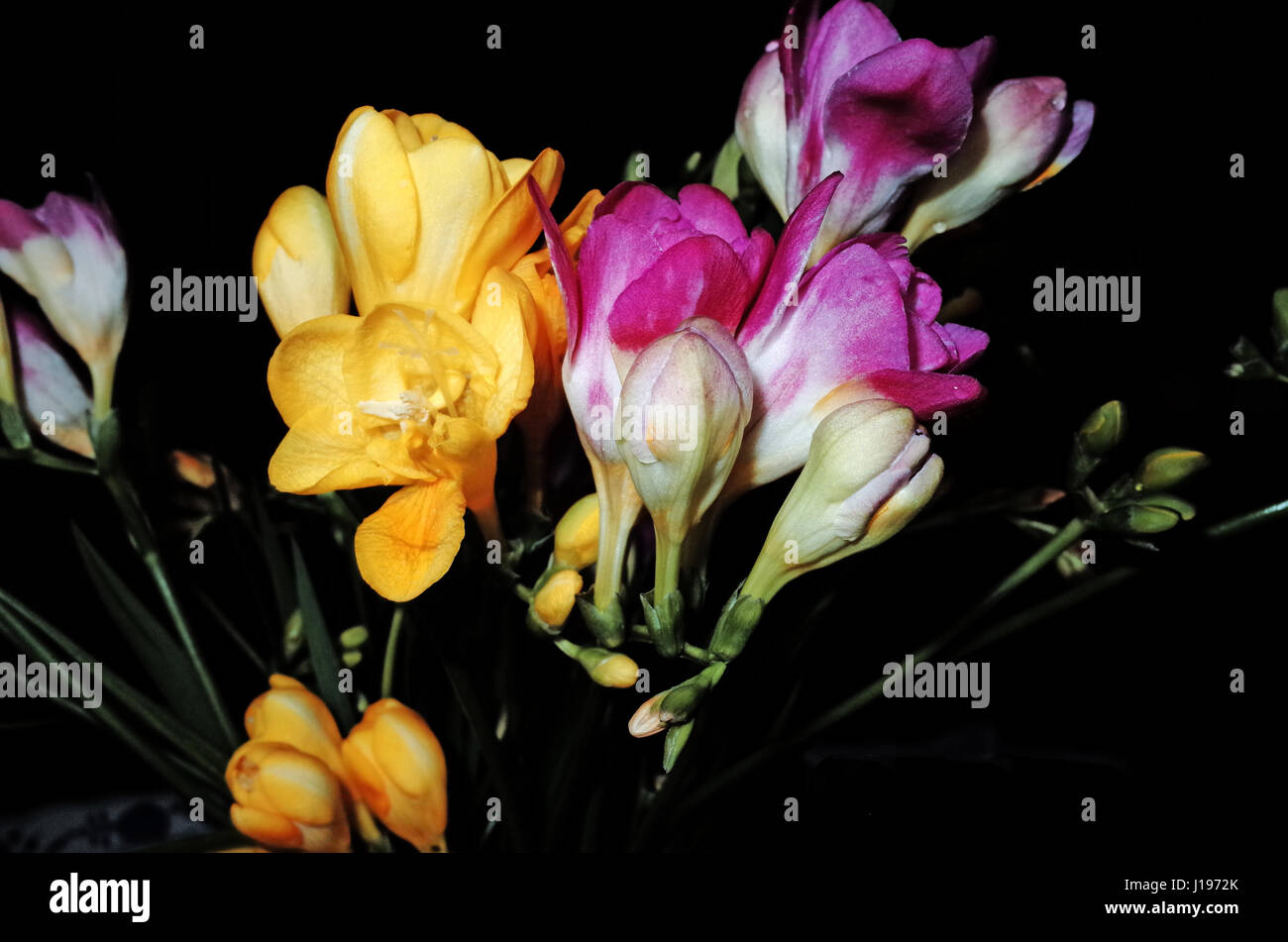 Freesia refracta immagini e fotografie stock ad alta risoluzione - Alamy